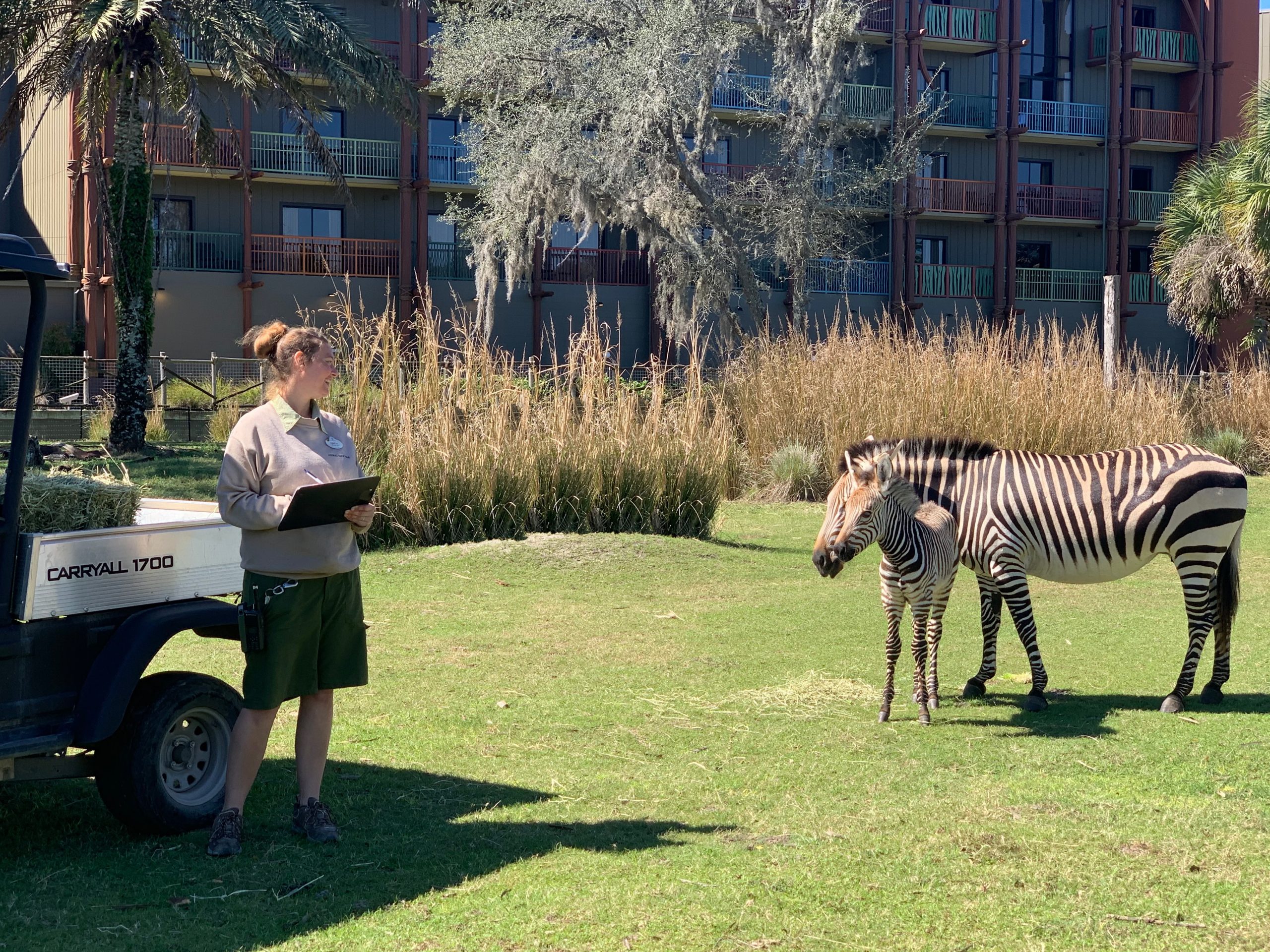 Two babies born at Disney’s Animal Kingdom Lodge - Life at Disney