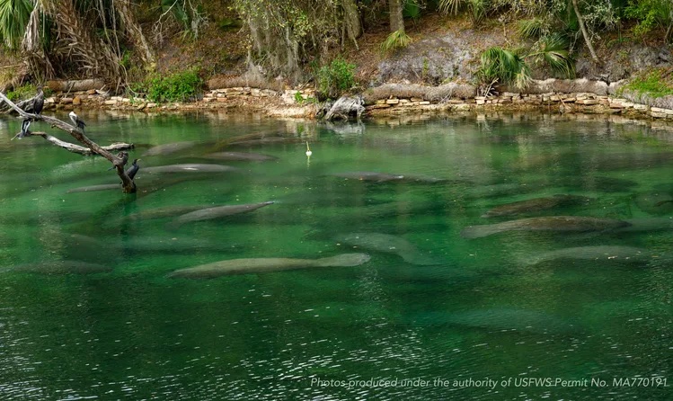 Disney Assists with Successful Rehabilitation and Release of Manatee ...