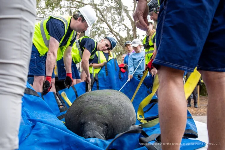 Disney Assists with Successful Rehabilitation and Release of Manatee ...