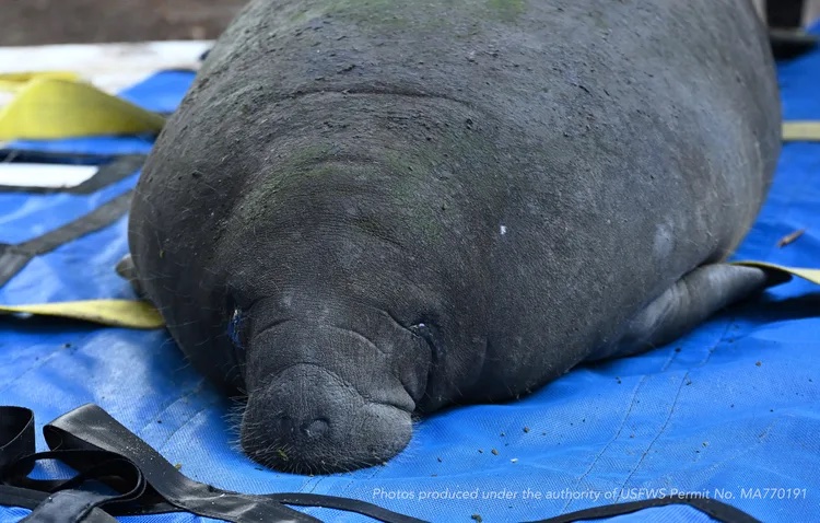 Disney Assists with Successful Rehabilitation and Release of Manatee ...