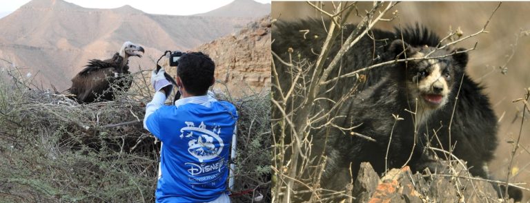 Celebrating the Legacy of Disney Conservation - Life at Disney