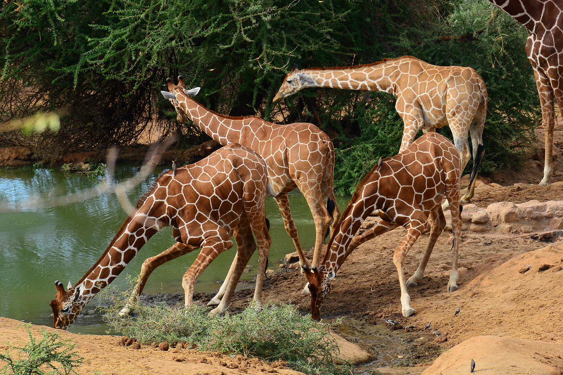 Celebrating the Legacy of Disney Conservation - Life at Disney