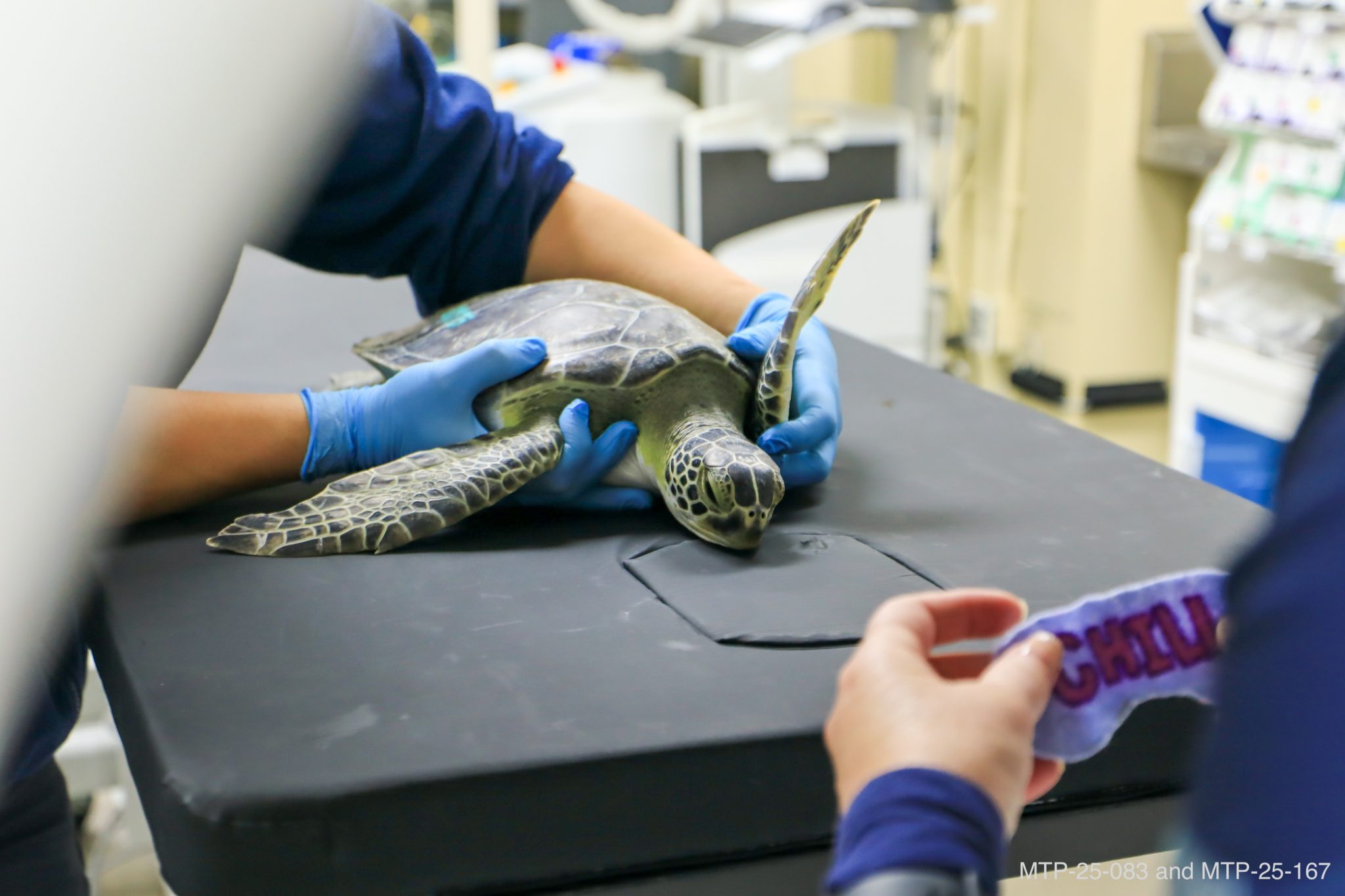 Celebrating World Sea Turtle Day: Meet the Team Saving Sea Turtles ...