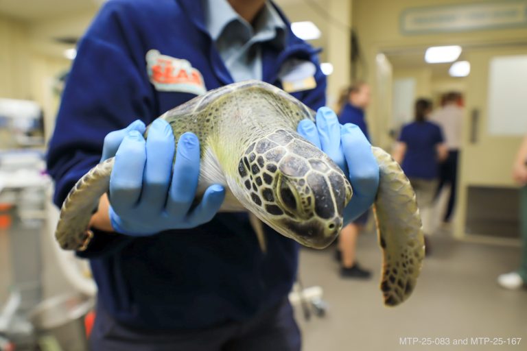 Celebrating World Sea Turtle Day: Meet the Team Saving Sea Turtles ...