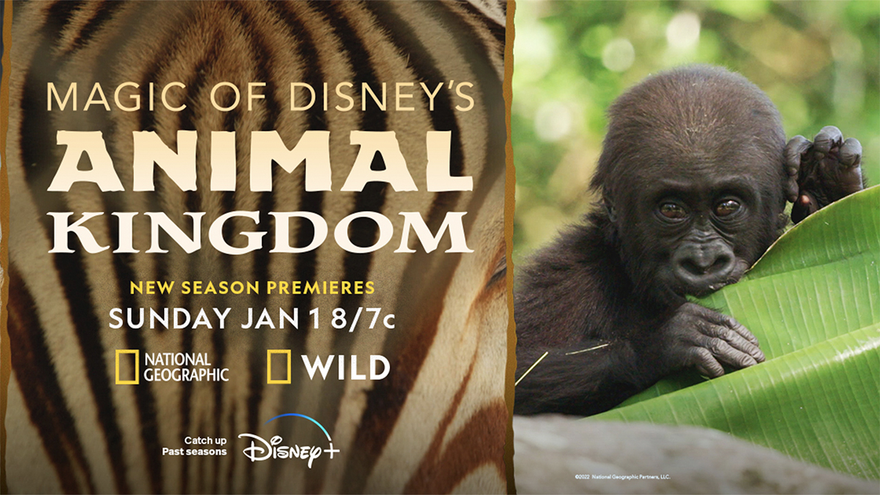 Season 2 of “Magic of Disney’s Animal Kingdom” Features Organizations ...