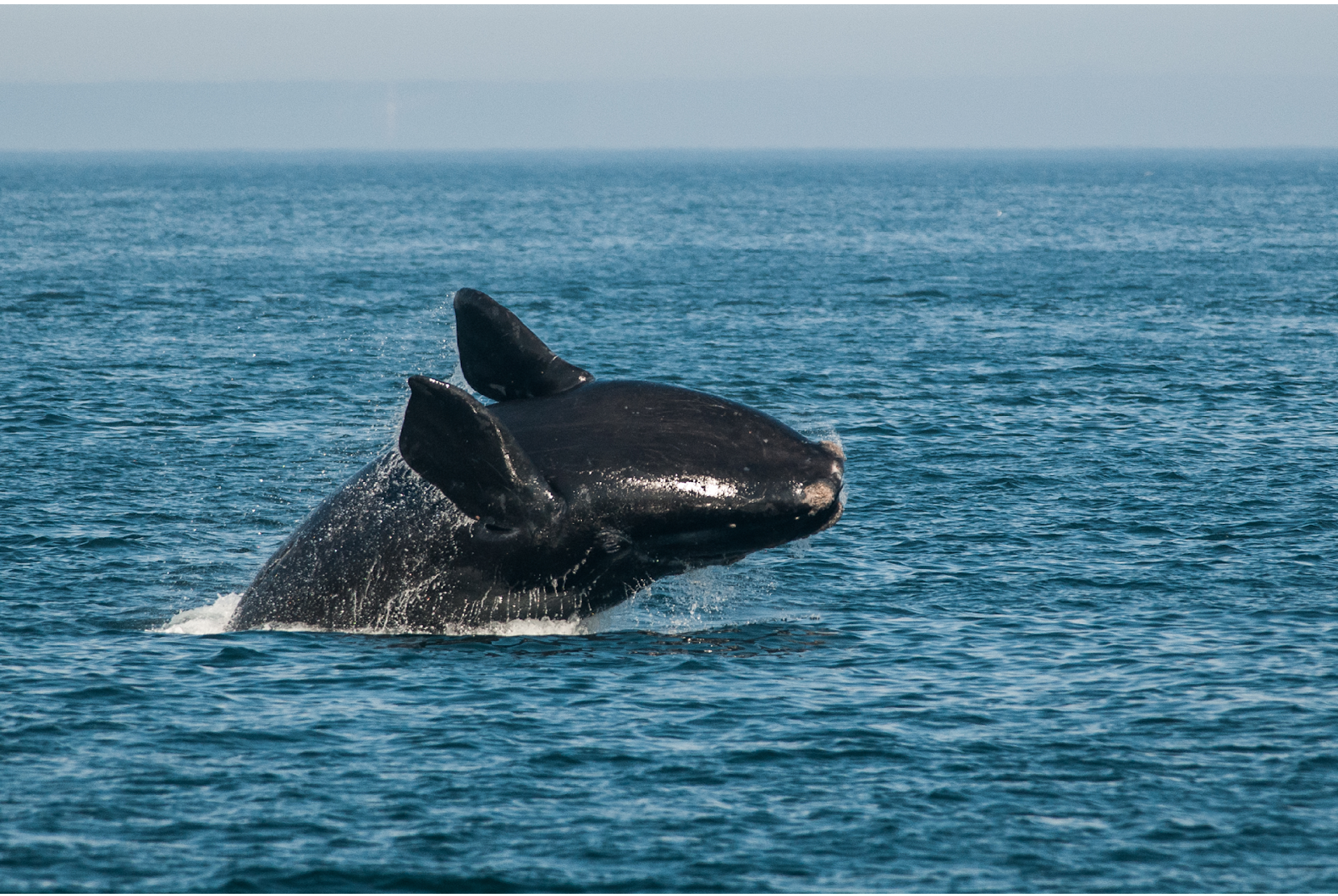 Disney Recognized as Ocean Champion by International Fund for Animal ...