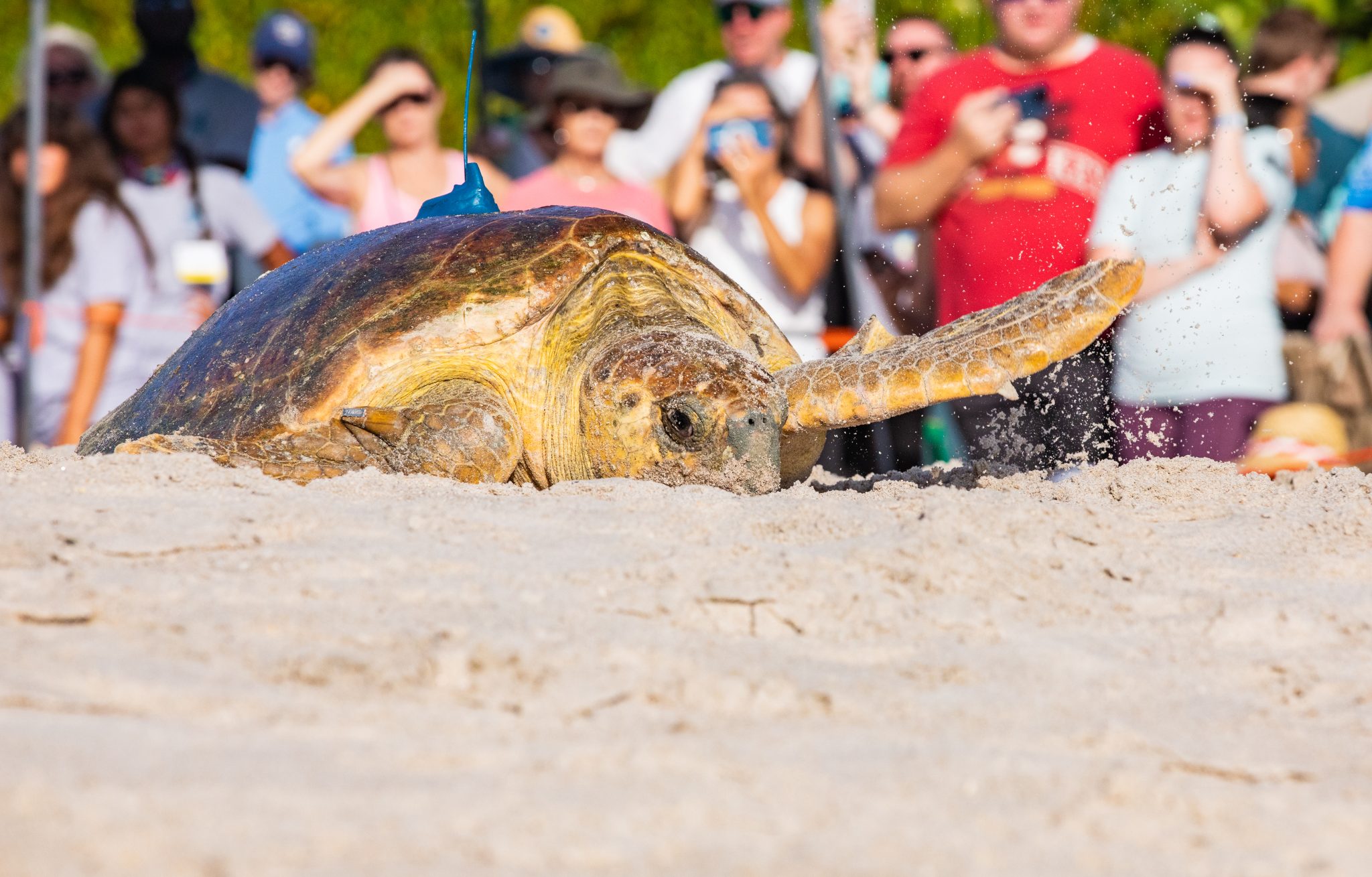 Tour de Turtles Celebrates Sea Turtles, Supernatural, and Science at ...